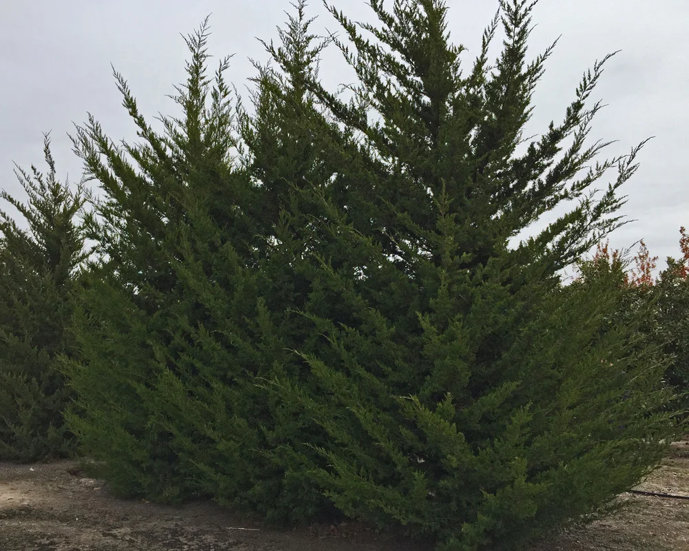 Eastern Red Cedar In Texas Eastern Redcedar | Medium Tree Seedling