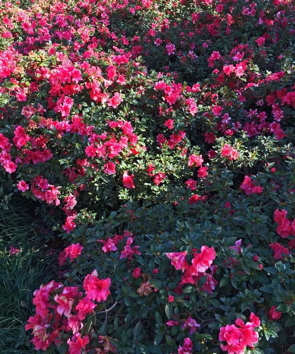 Plants for Dallas - Your Source for the Best Landscape Plant ...