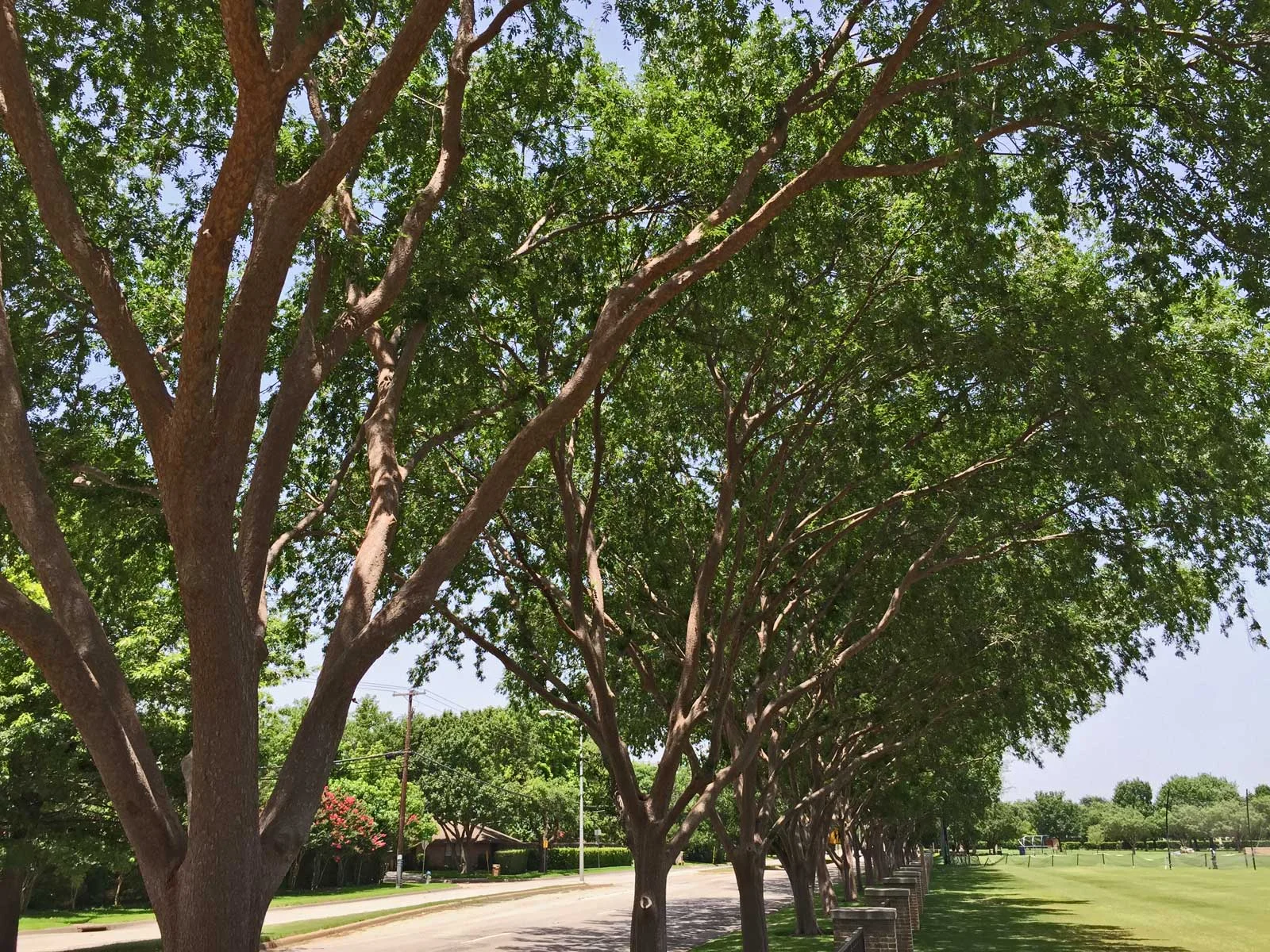 Plants for Dallas - Your Source for the Best Landscape Plant ...