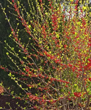 Plants for Dallas - Your Source for the Best Landscape Plant ...