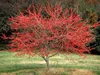 Plants for Dallas - Your Source for the Best Landscape Plant ...