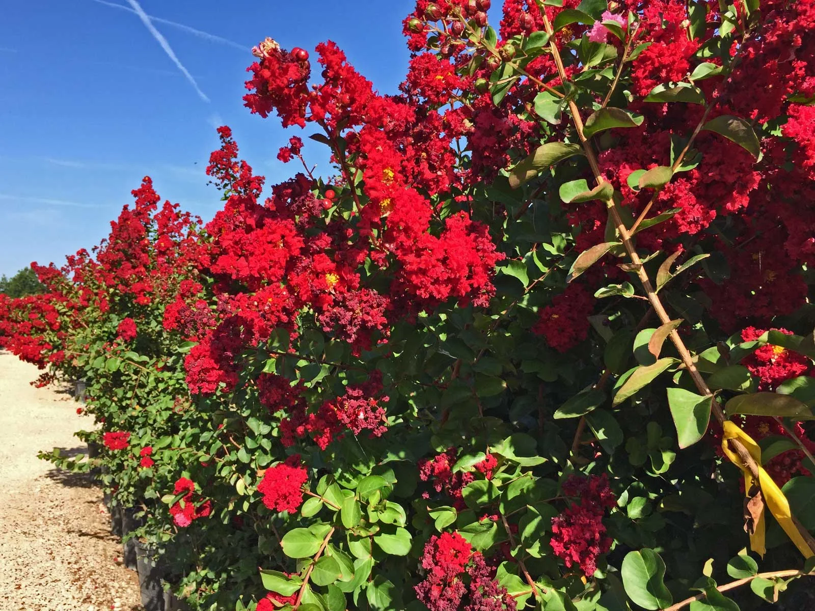 Plants for Dallas - Your Source for the Best Landscape Plant ...