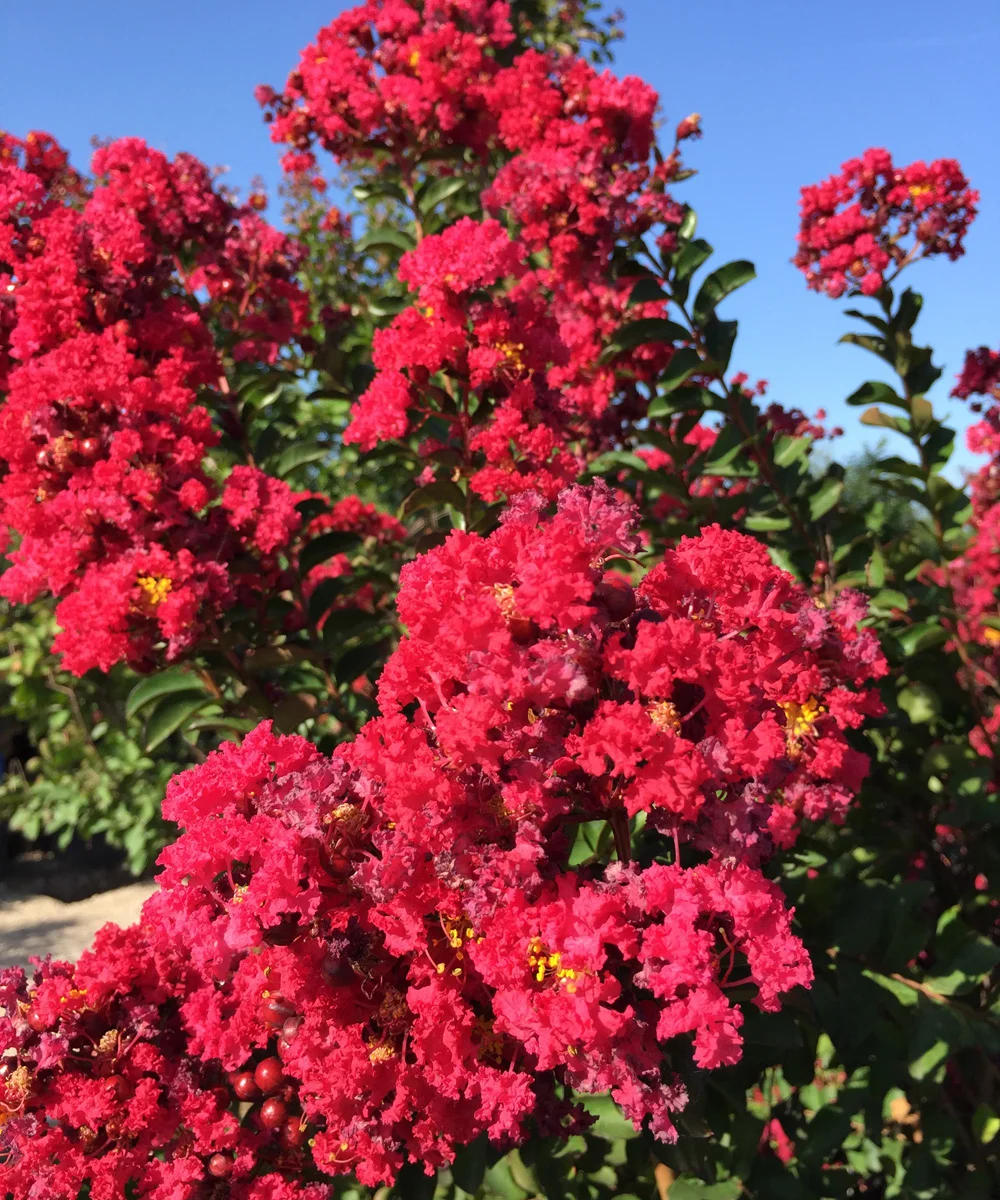 Crepe Myrtle Colors