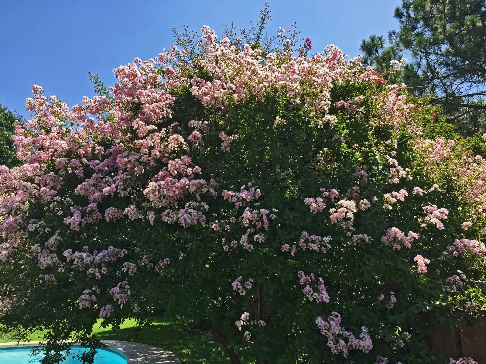 Plants for Dallas - Your Source for the Best Landscape Plant ...