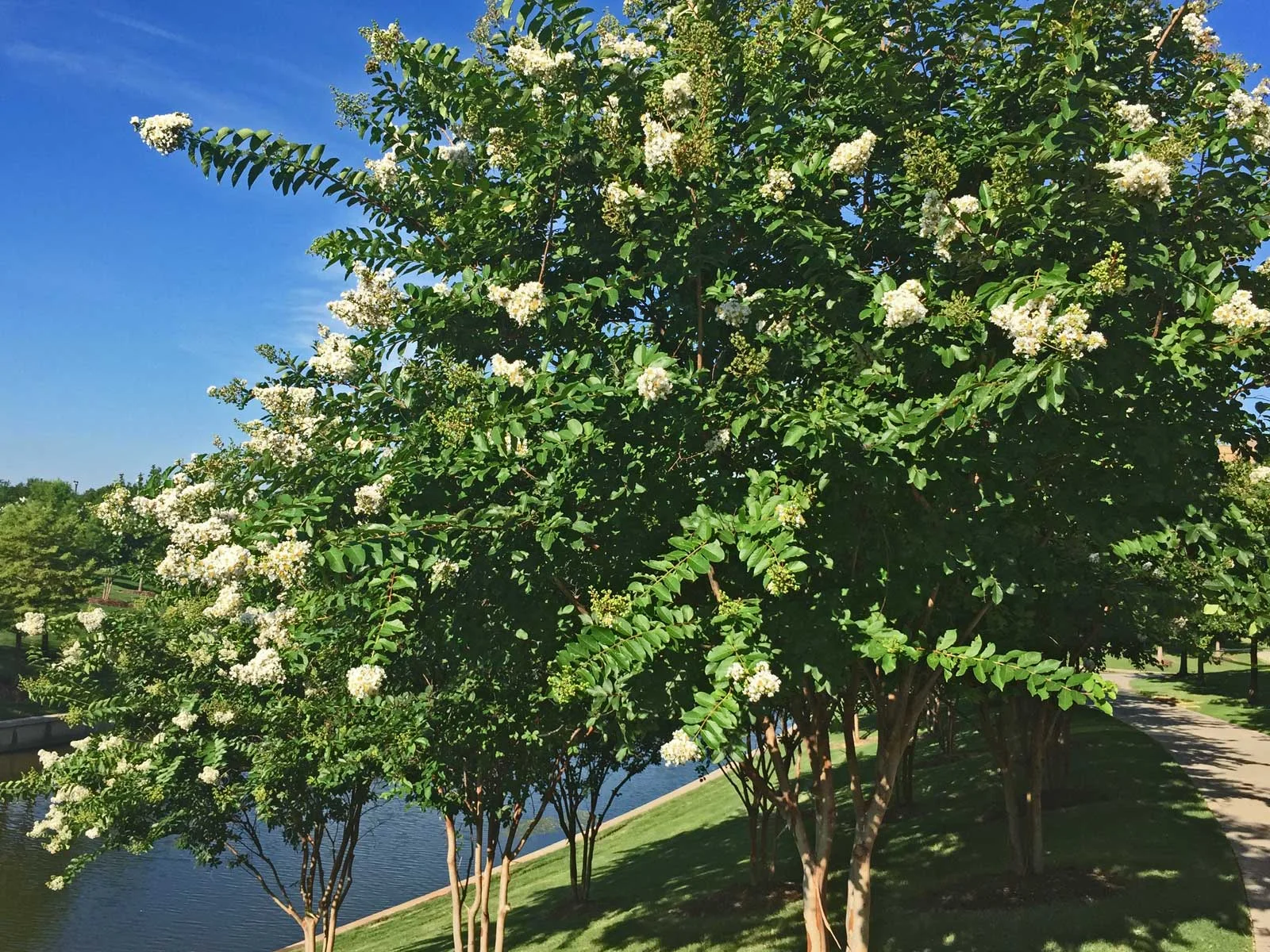 Plants for Dallas - Your Source for the Best Landscape Plant ...