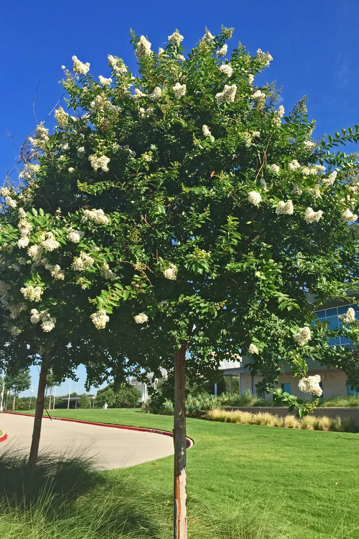 Plants for Dallas - Your Source for the Best Landscape Plant ...