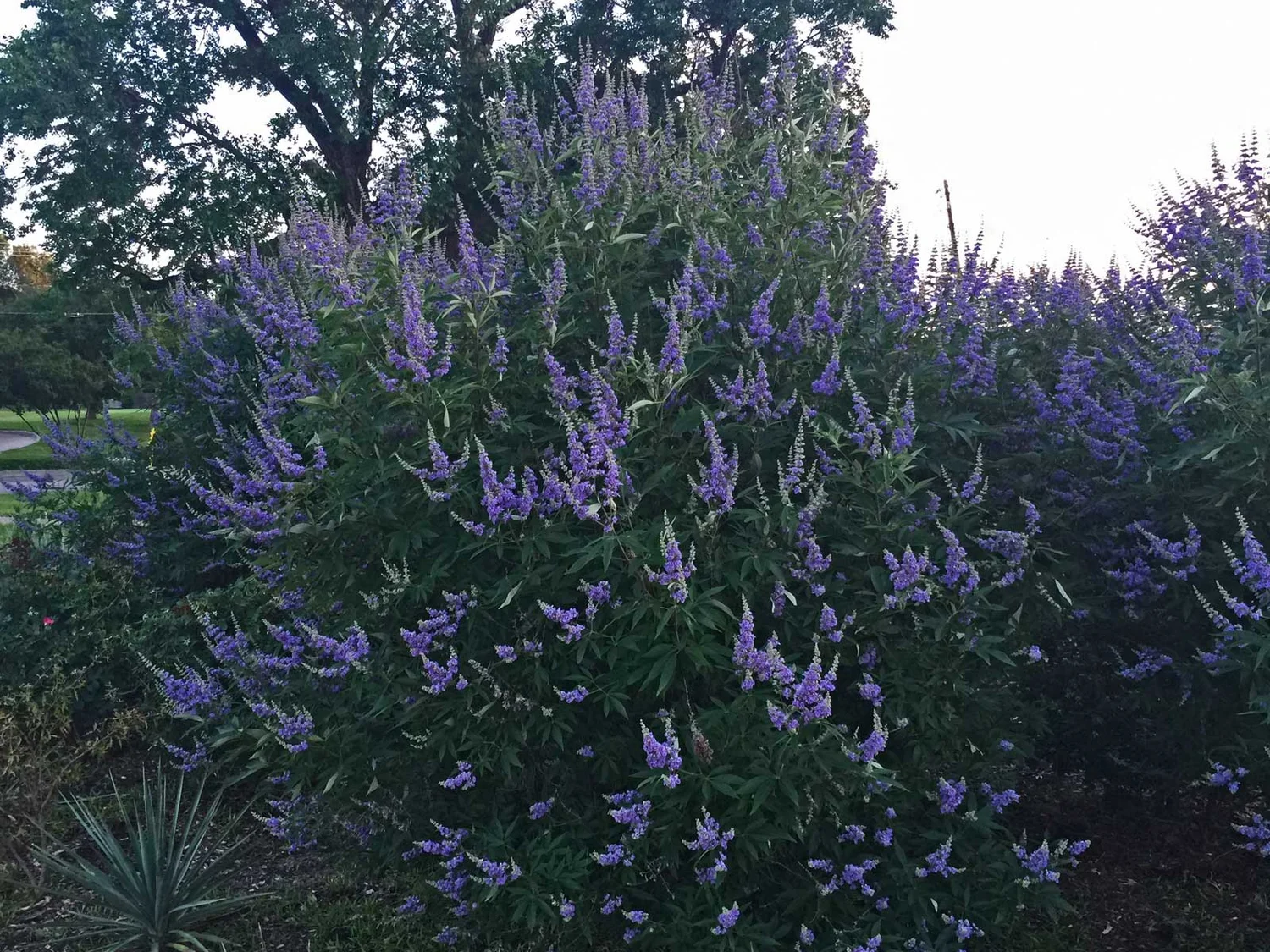 Plants for Dallas - Your Source for the Best Landscape Plant ...