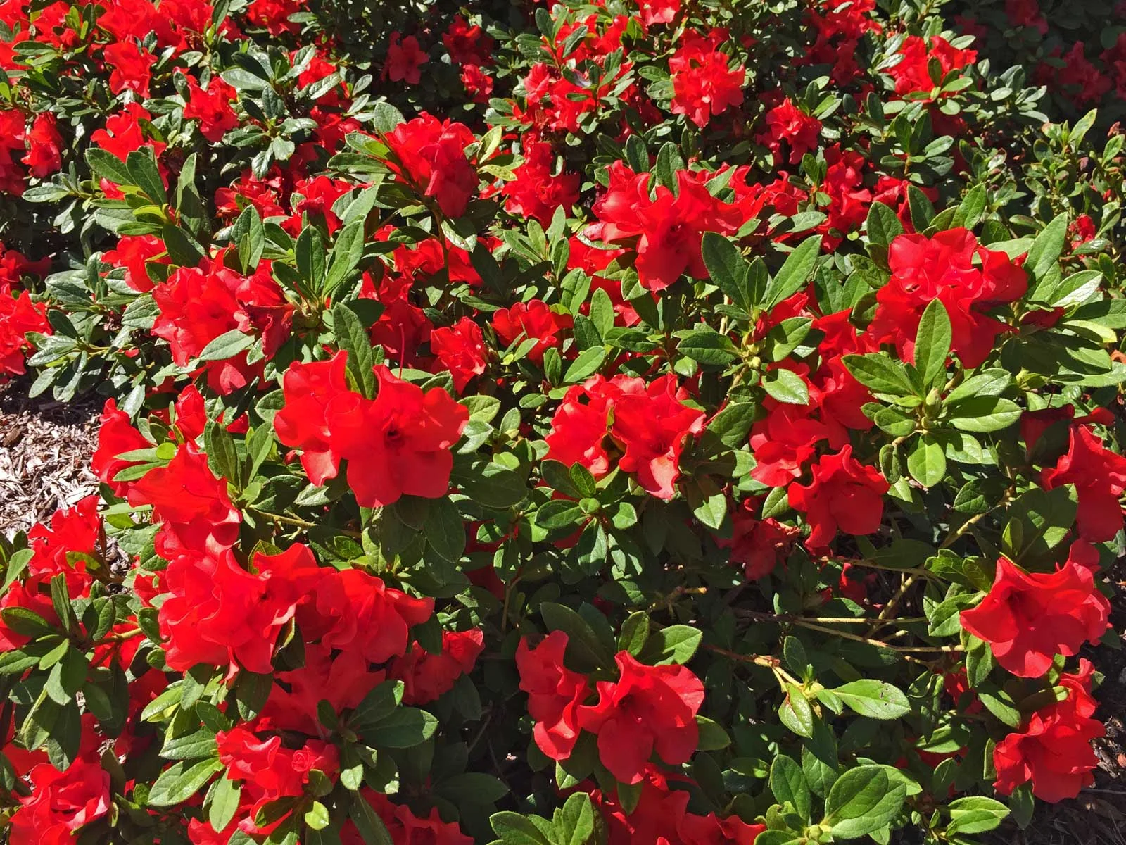 Plants for Dallas - Your Source for the Best Landscape Plant ...