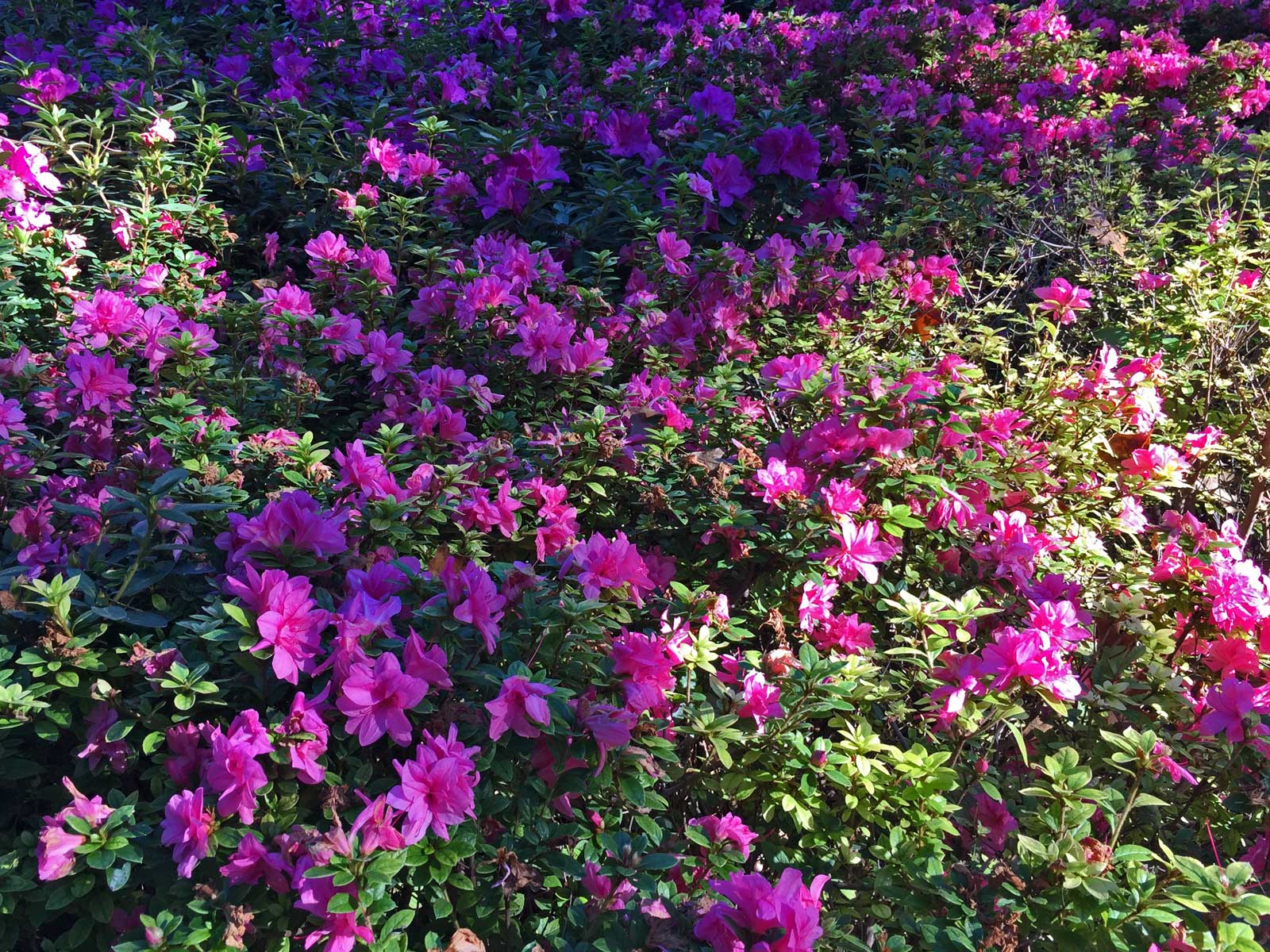 Plants for Dallas - Your Source for the Best Landscape Plant ...