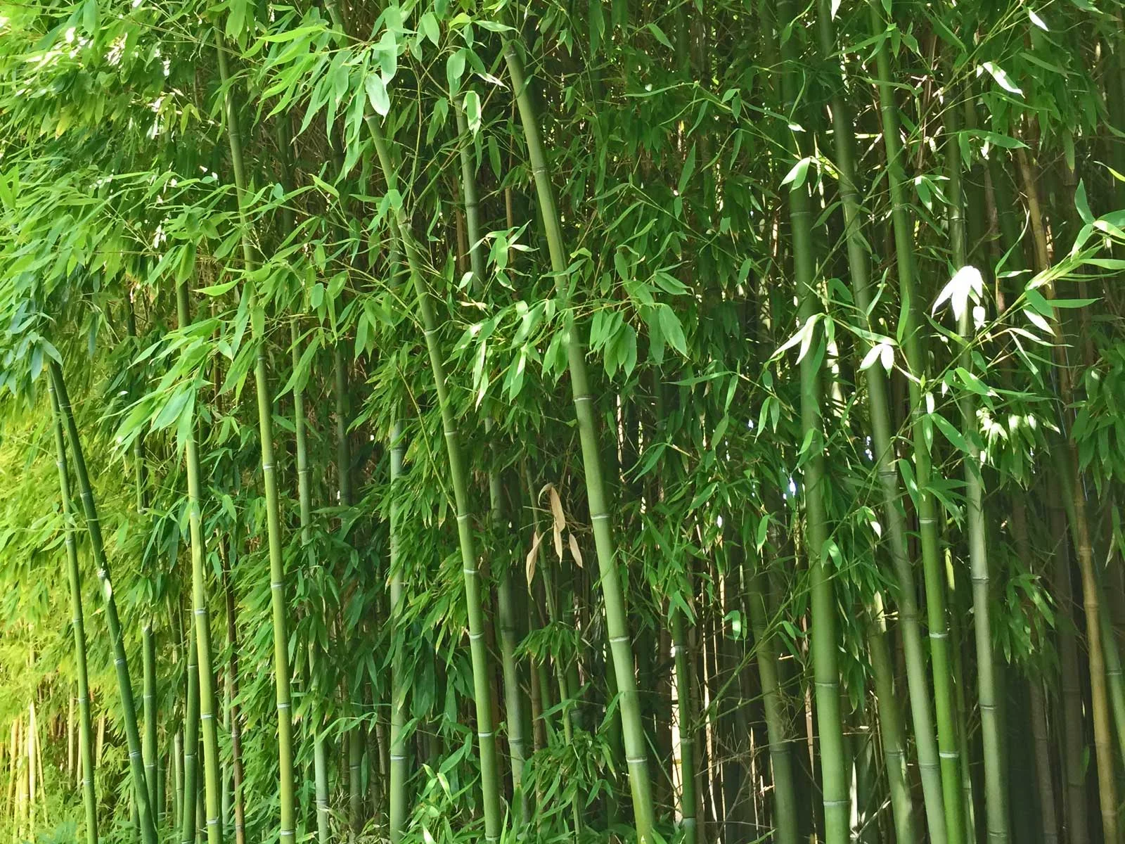 Plants for Dallas - Your Source for the Best Landscape Plant ...