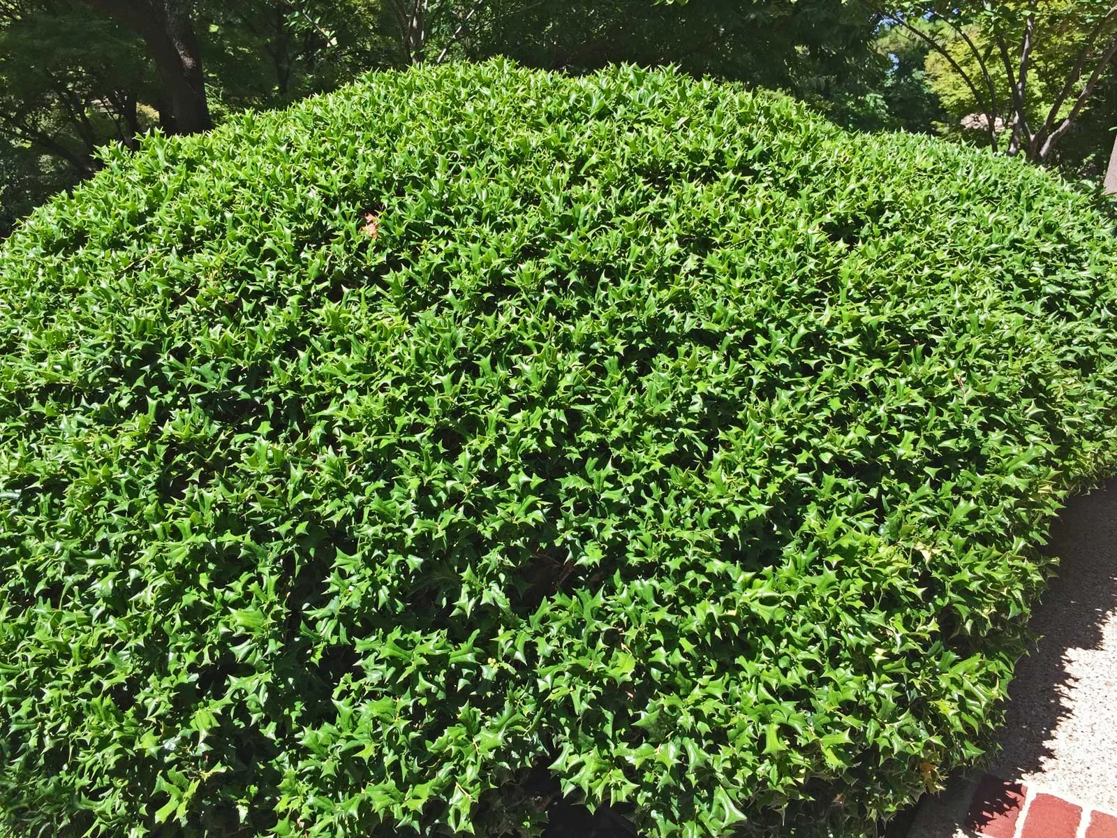 Plants for Dallas - Your Source for the Best Landscape Plant ...