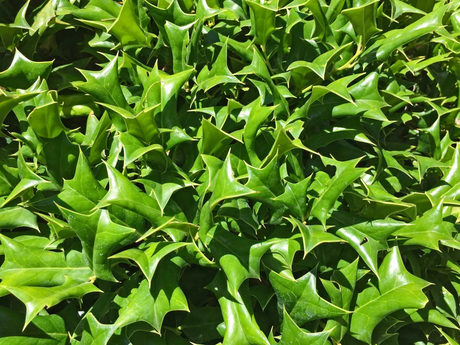 Plants for Dallas - Your Source for the Best Landscape Plant ...