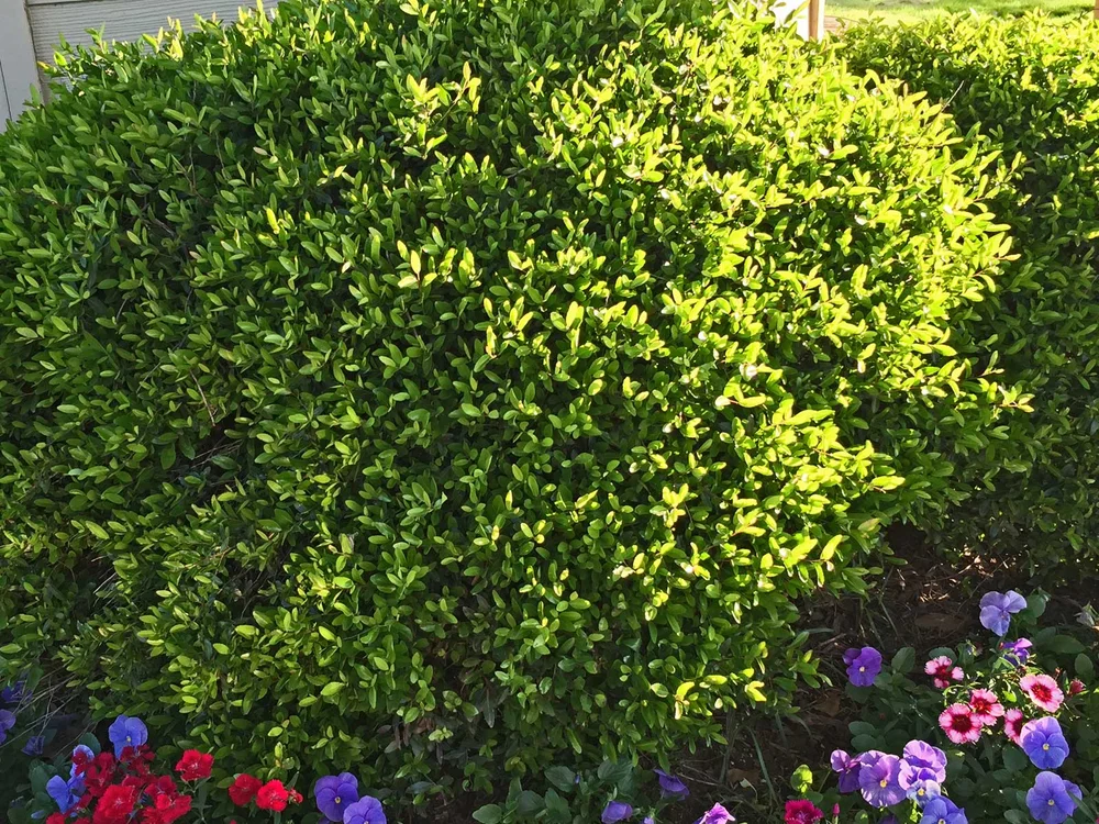 Dwarf Yaupon Holly Hedge