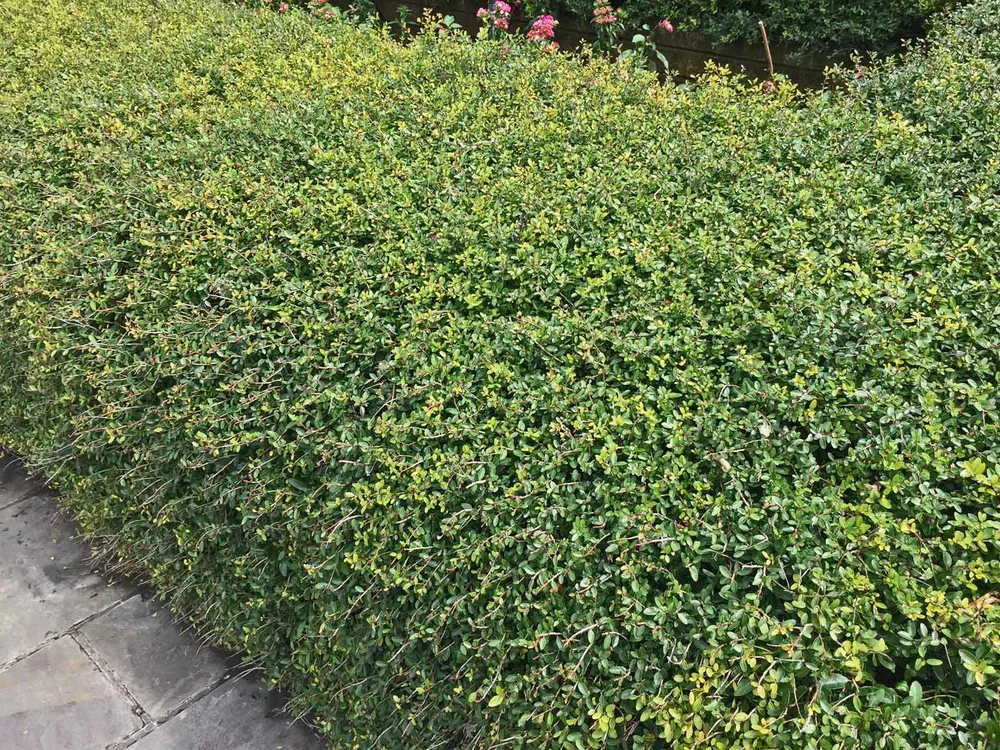 Dwarf Yaupon Holly Hedge