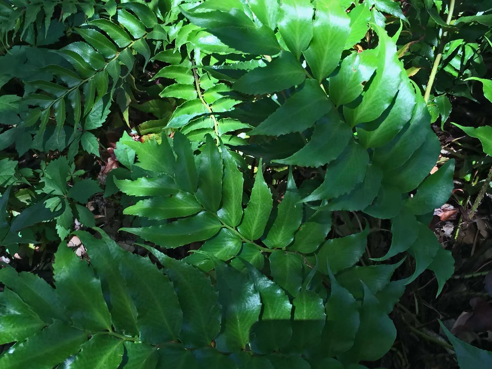 Plants for Dallas - Your Source for the Best Landscape Plant ...