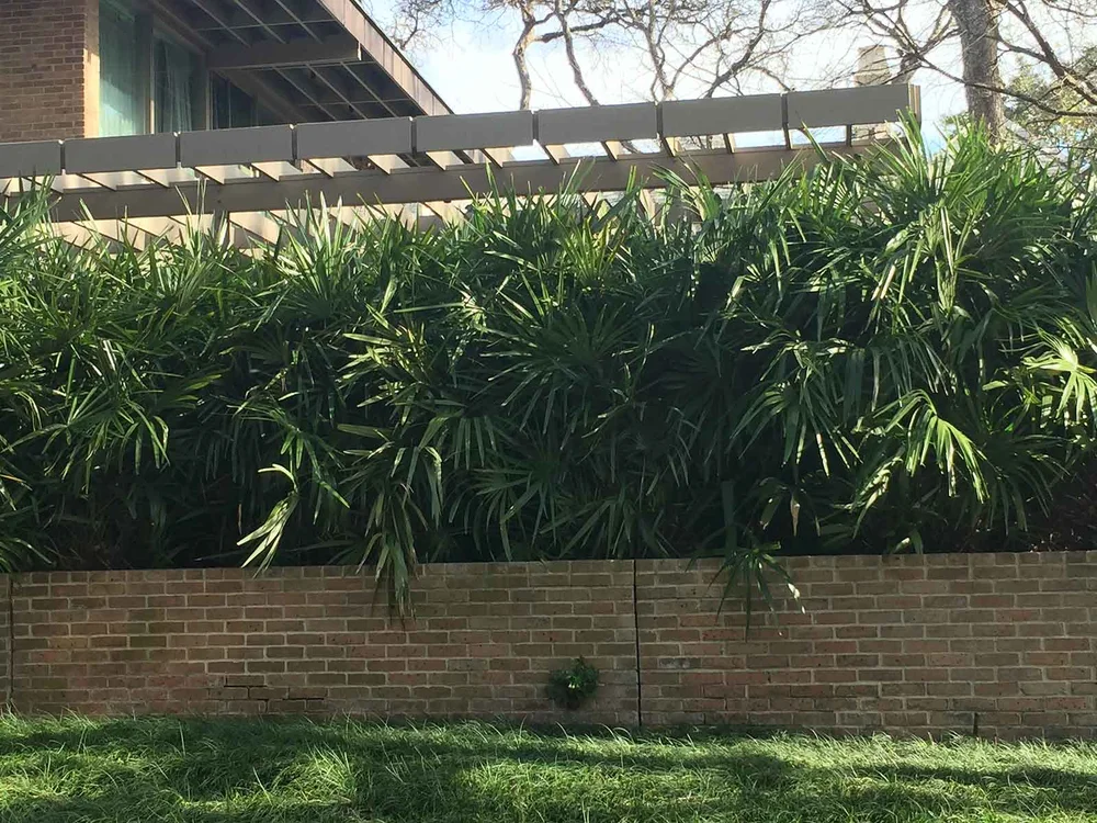 Needle Palm Plant