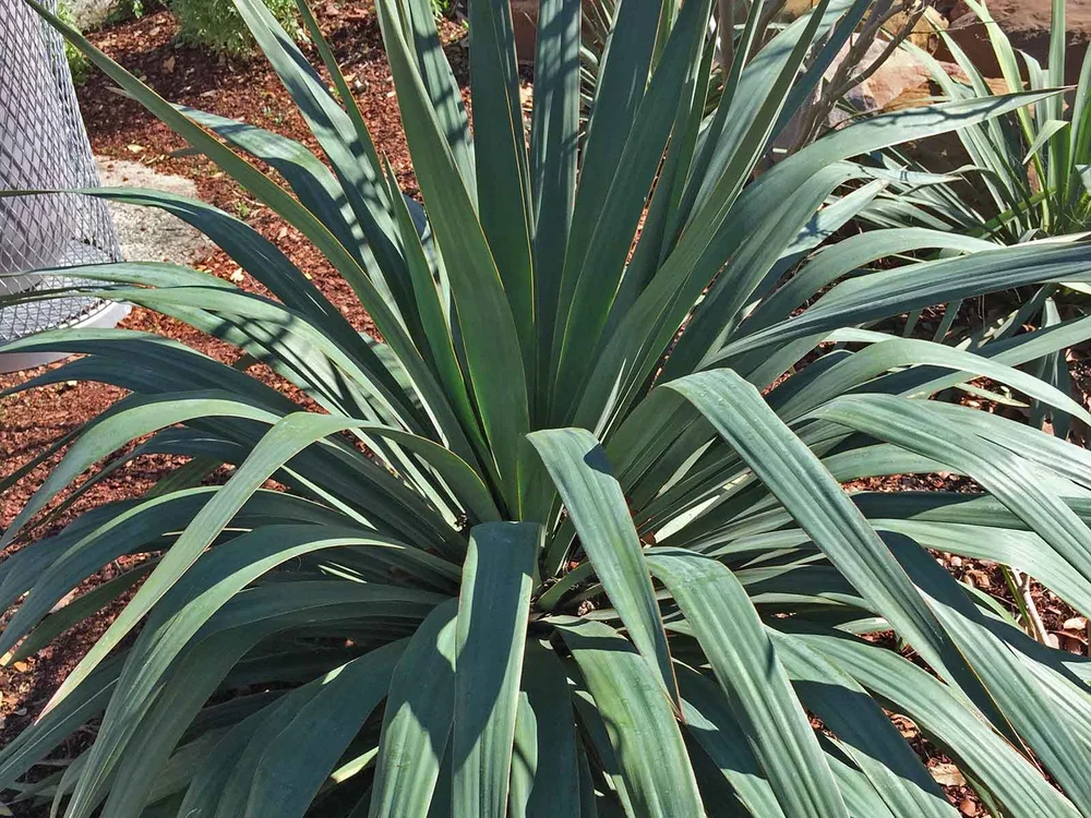 Soft Leaf Yucca