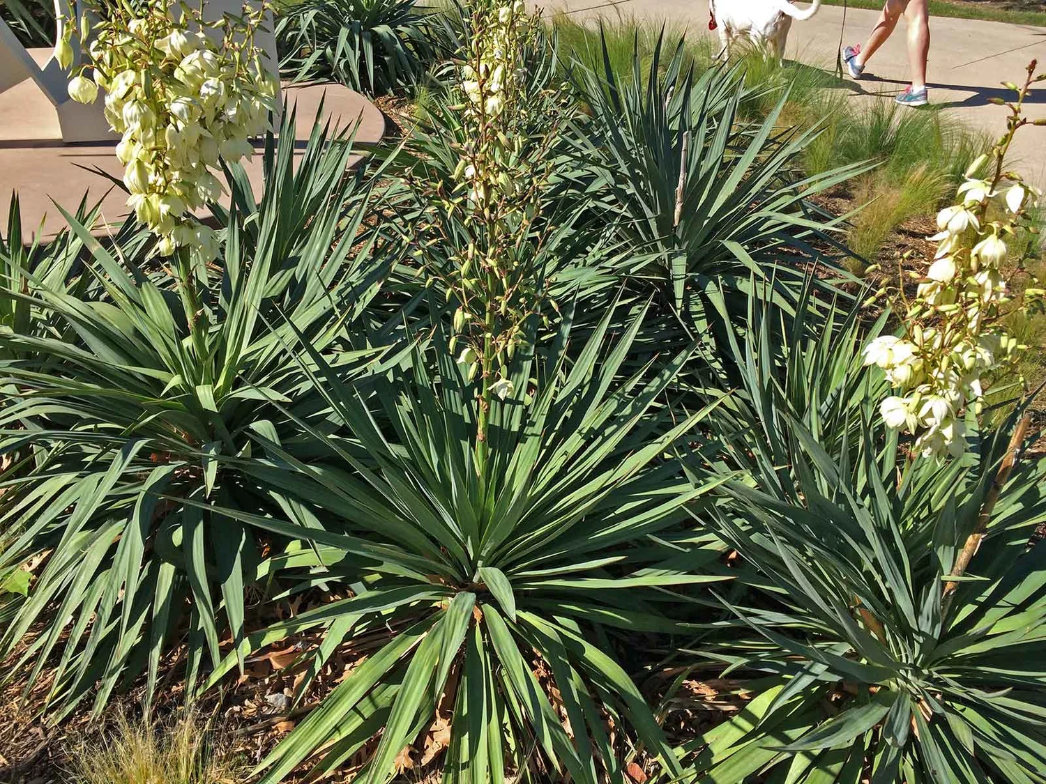 Plants for Dallas - Your Source for the Best Landscape Plant ...