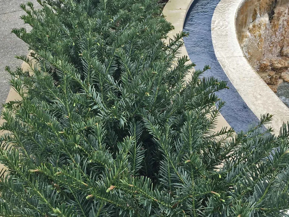 Cephalotaxus Harringtonia Prostrata