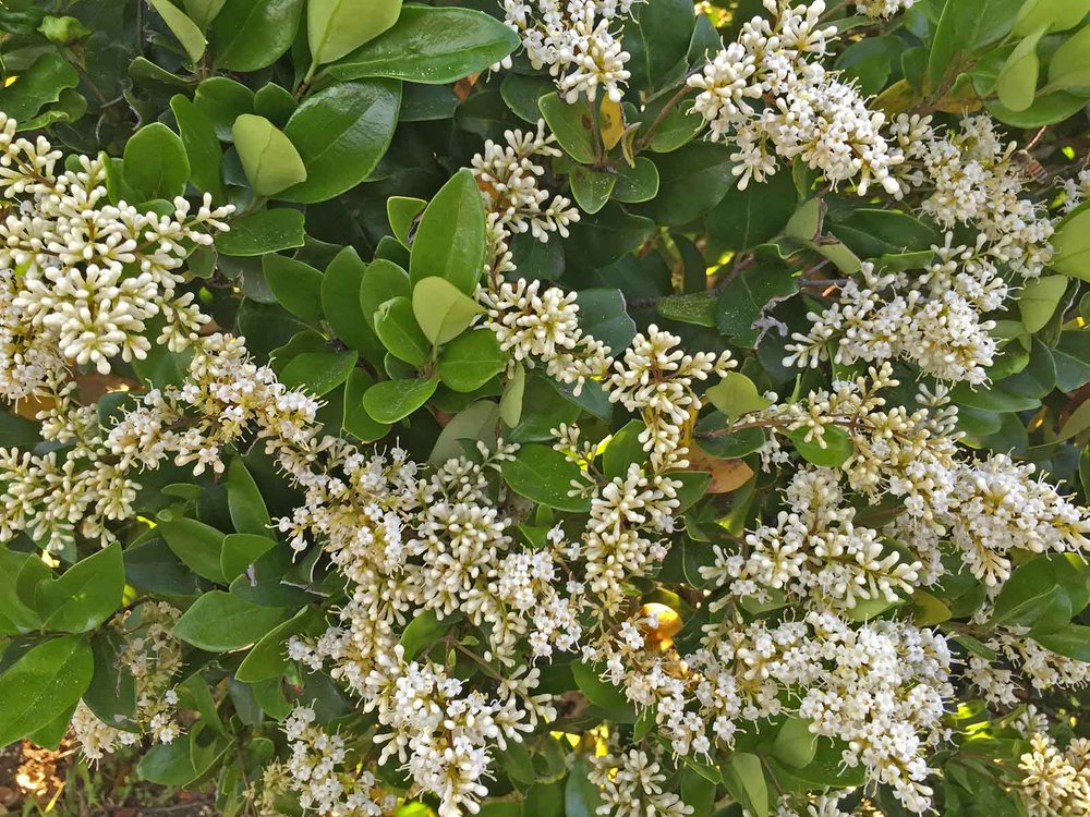 Wax Privet Tree