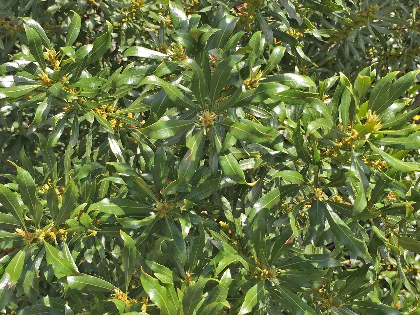 Plants for Dallas - Your Source for the Best Landscape Plant ...