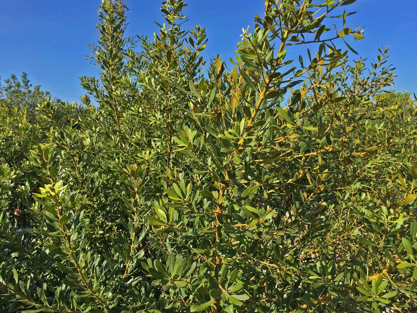 Plants for Dallas - Your Source for the Best Landscape Plant ...