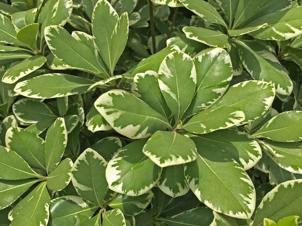 Pittosporum Variegated Hedge