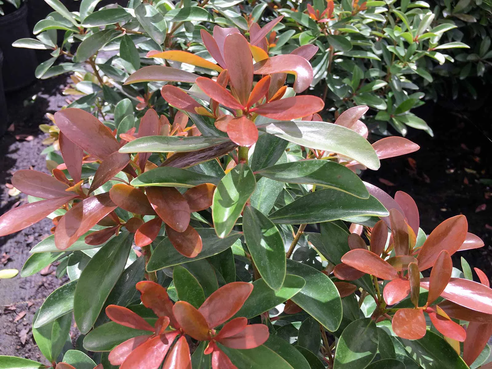 Plants for Dallas - Your Source for the Best Landscape Plant ...