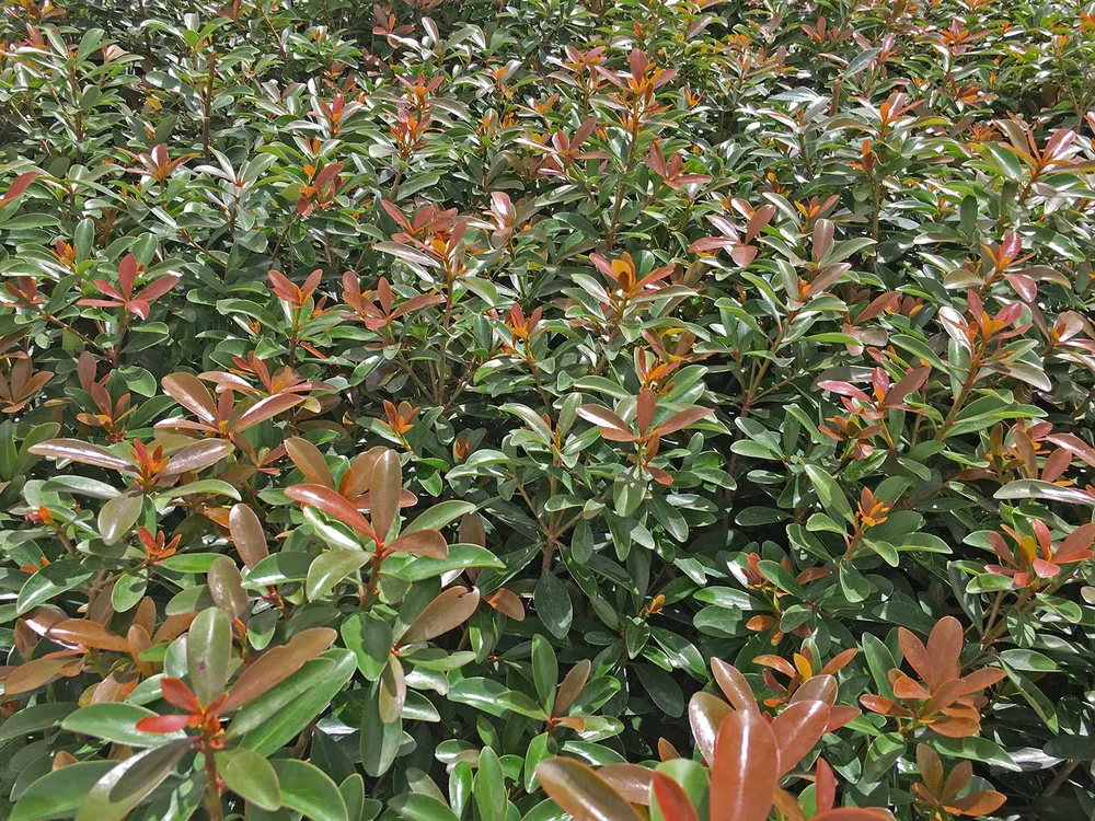 Cleyera Tree