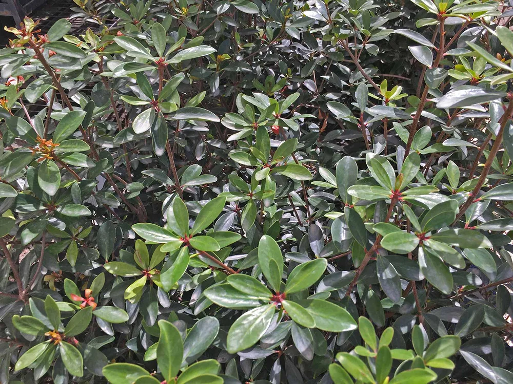 Plants for Dallas - Your Source for the Best Landscape Plant ...