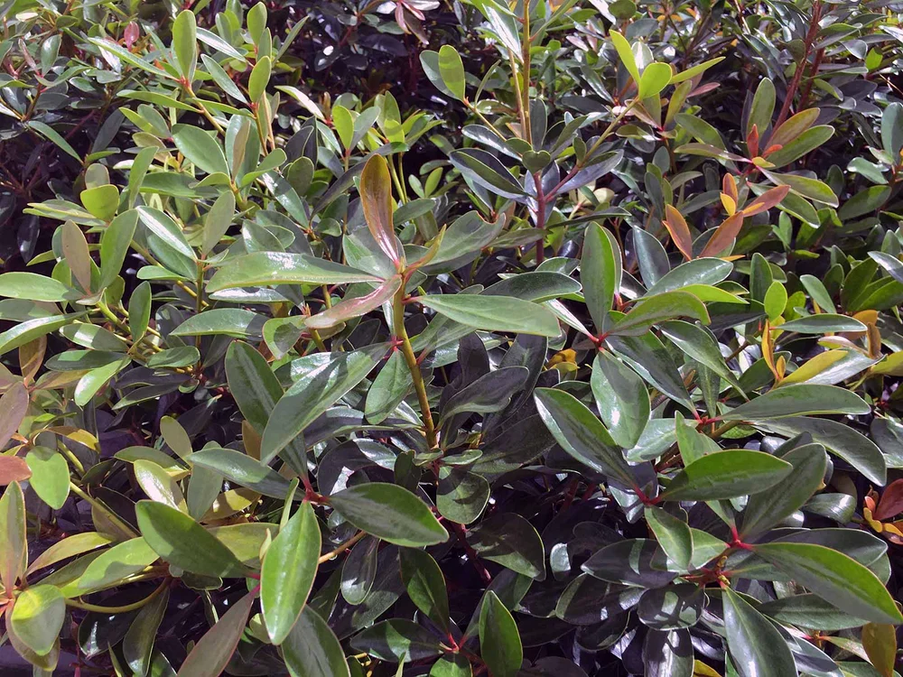 Plants for Dallas - Your Source for the Best Landscape Plant ...
