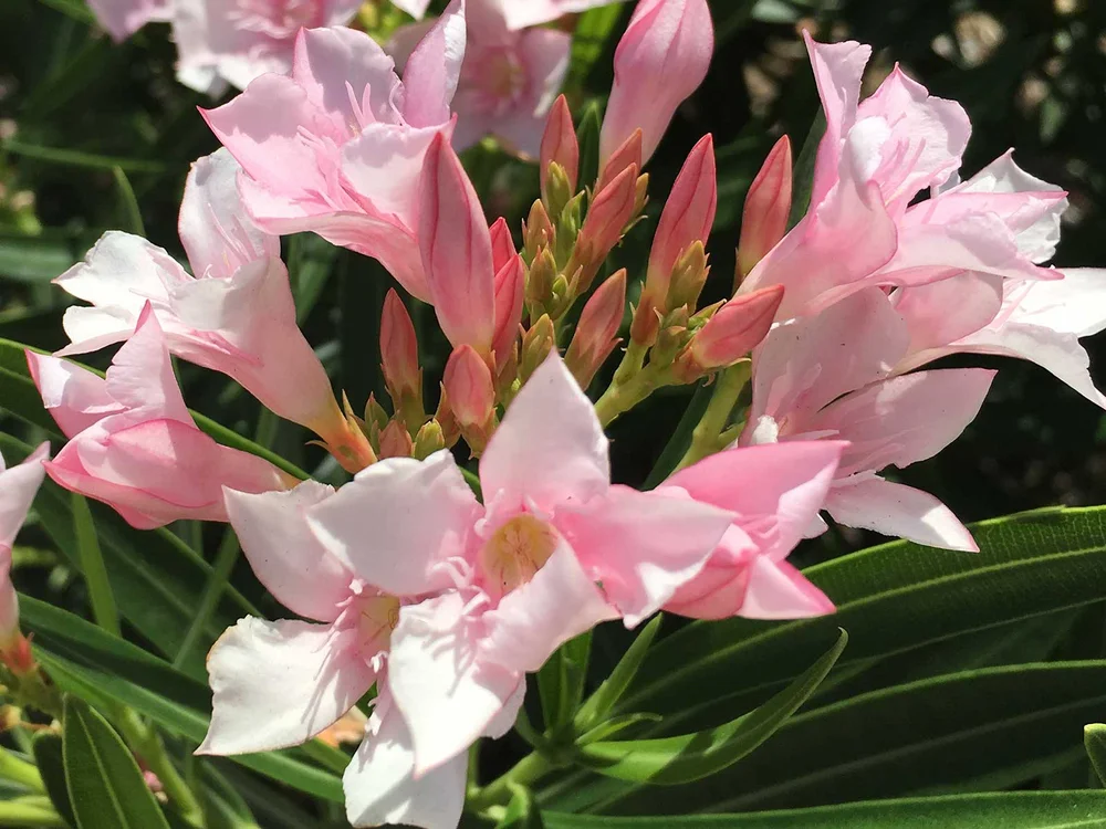 Oleander Varieties