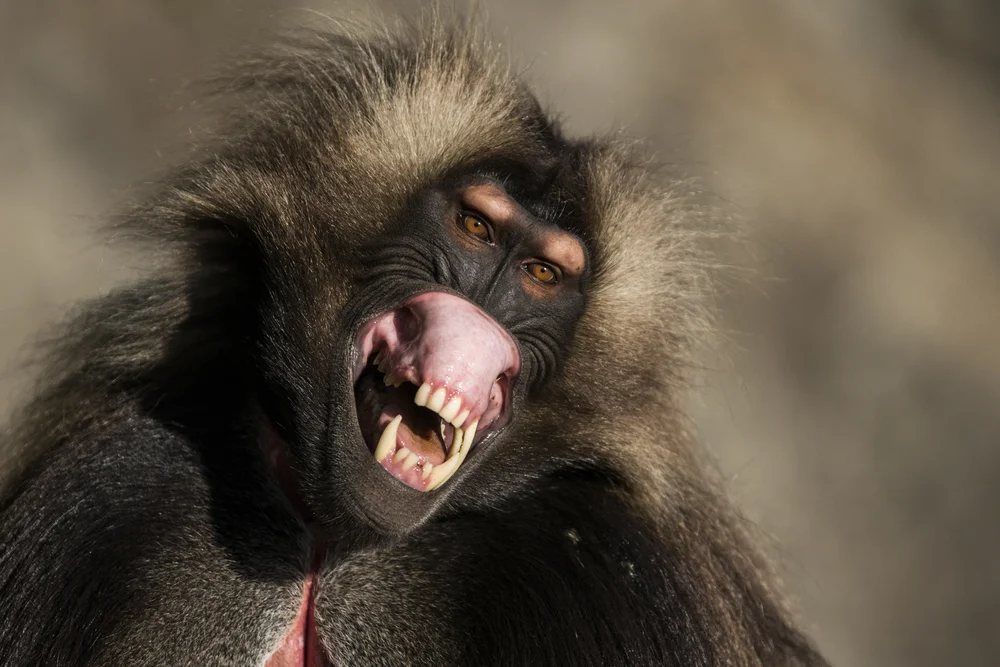 Gelada Baboon Teeth