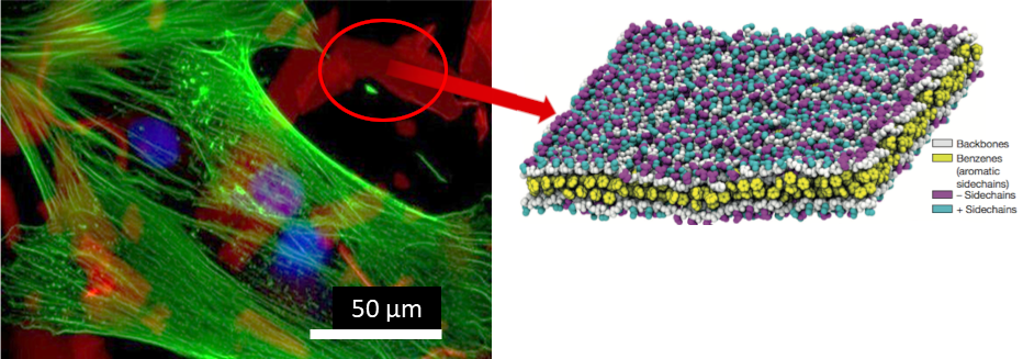Peptoid Biomaterials — K. H. Aaron Lau Research Group