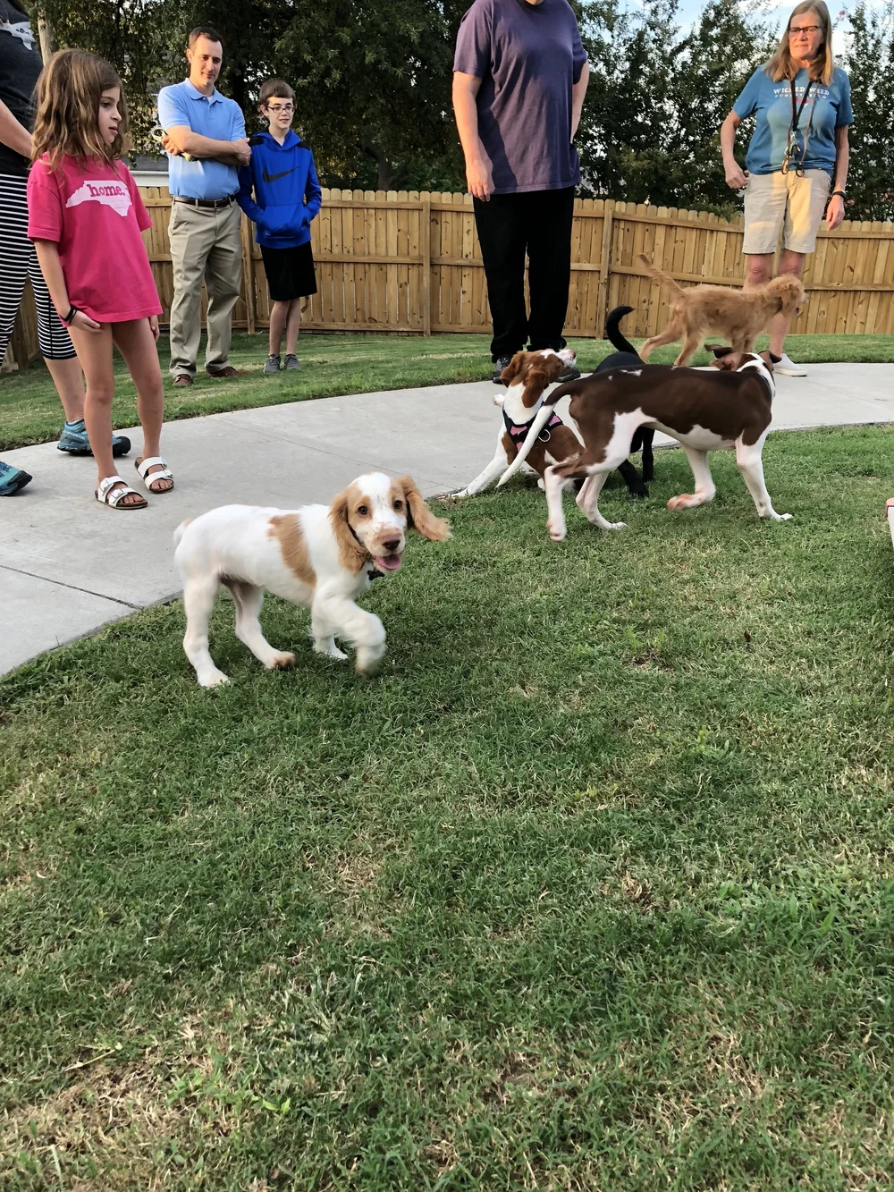 Puppy Class — Red Beard Dog Training