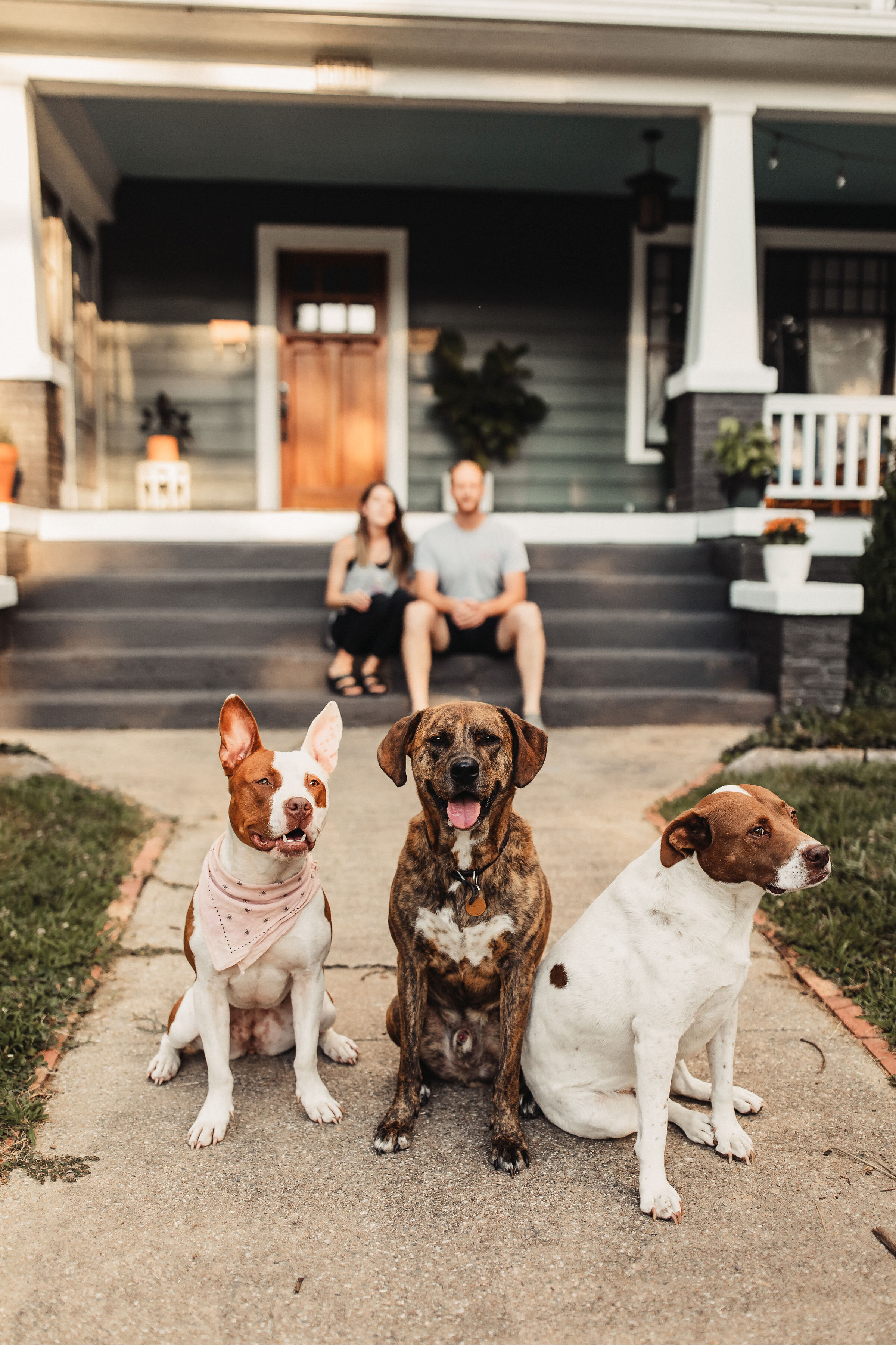 We Believe — Red Beard Dog Training