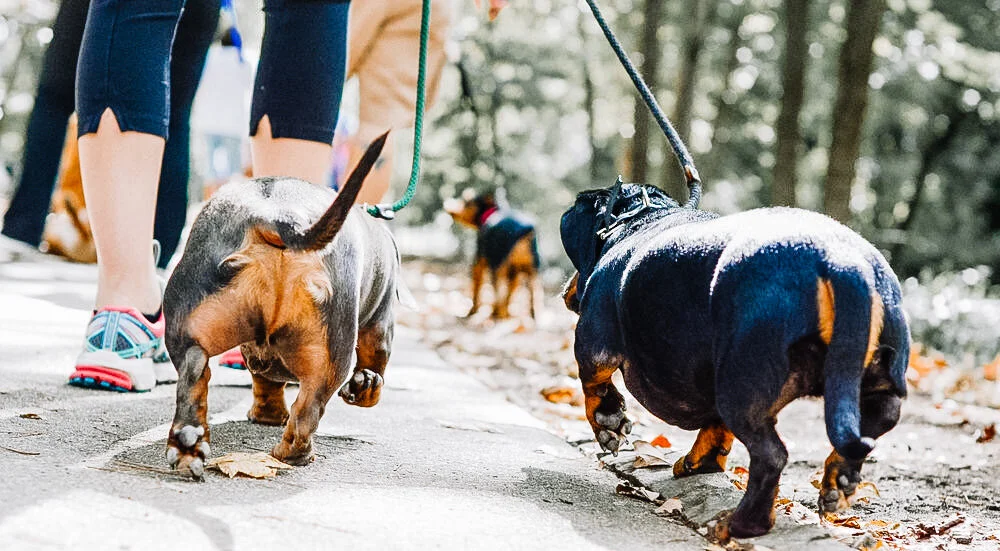 Red Beard Dog Training