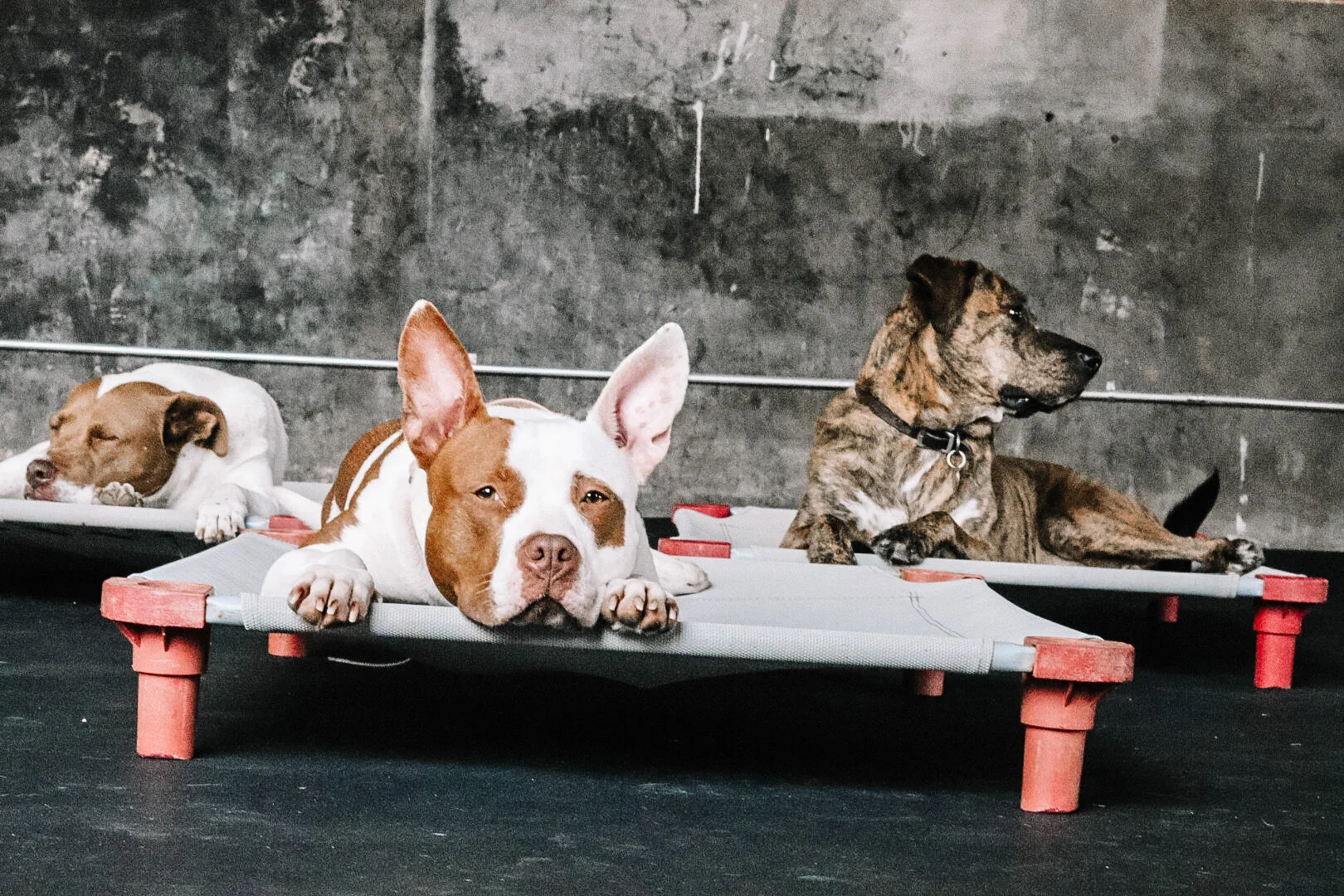 Day Training — Red Beard Dog Training