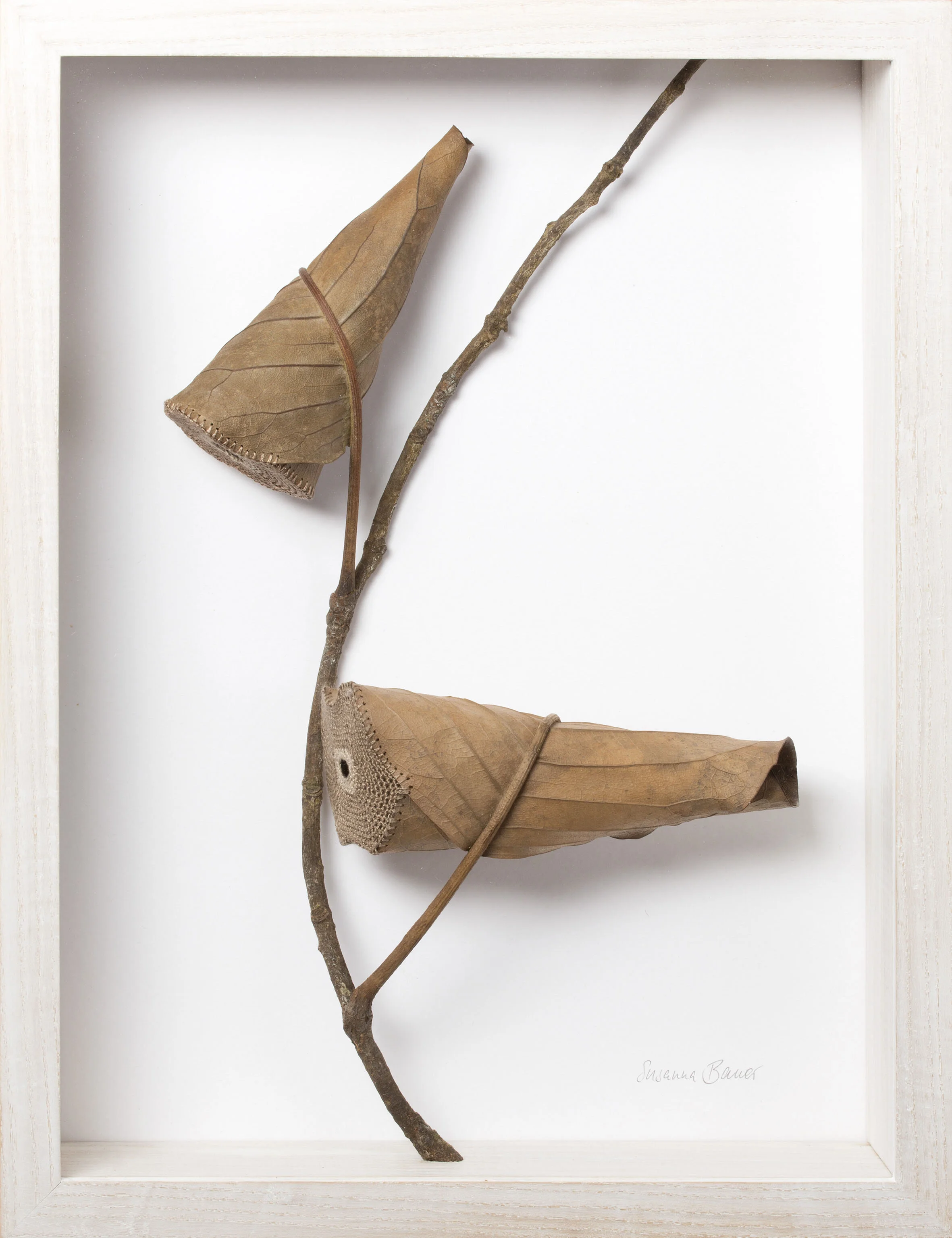 Cone Tree No.2 — Susanna Bauer