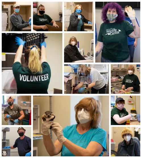 Volunteer! — Wildlife Center Friends