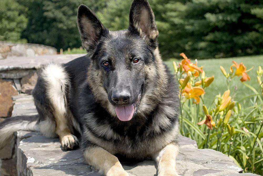 Jolindy German Shepherd Farm