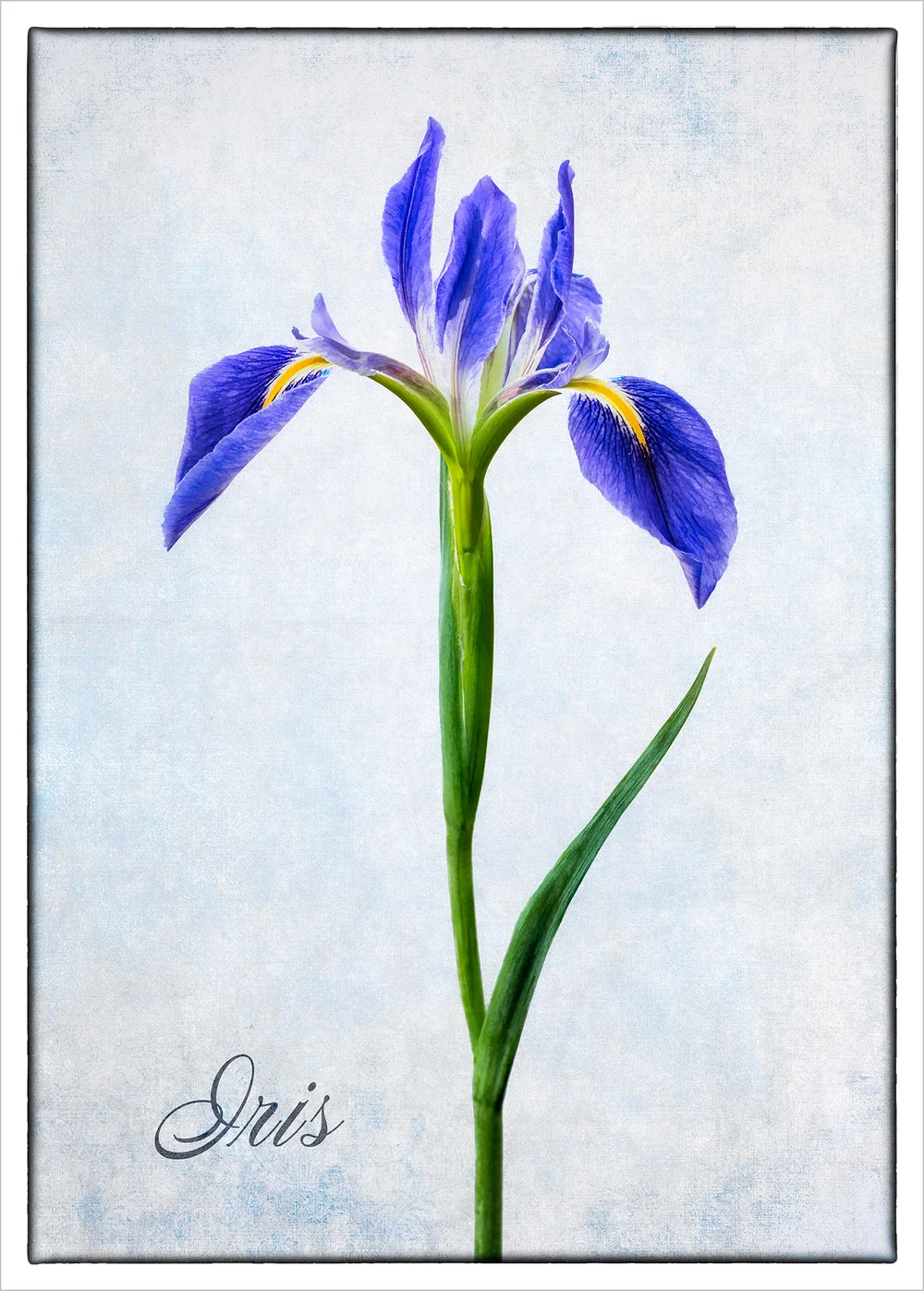 Callaway Gardens Iris — Howard Grill Photography