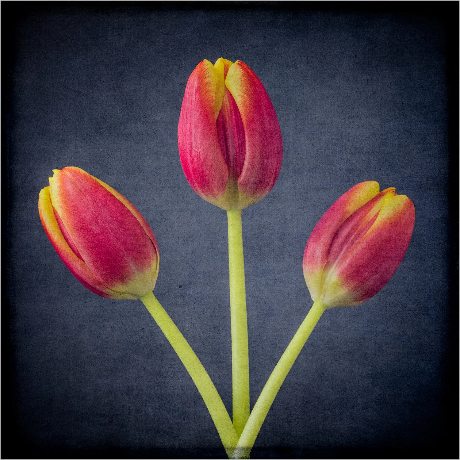 Tulips — Howard Grill Abstract Art