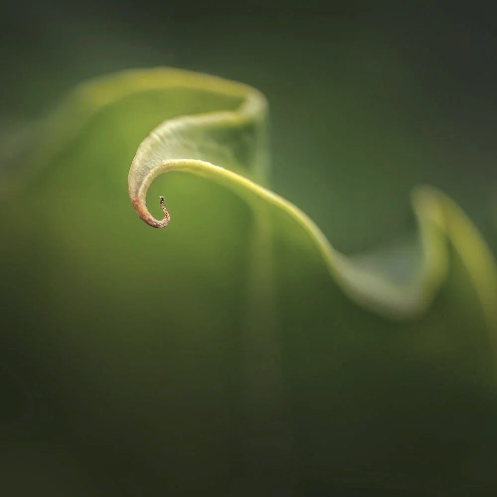 Portfolios — Howard Grill Photography