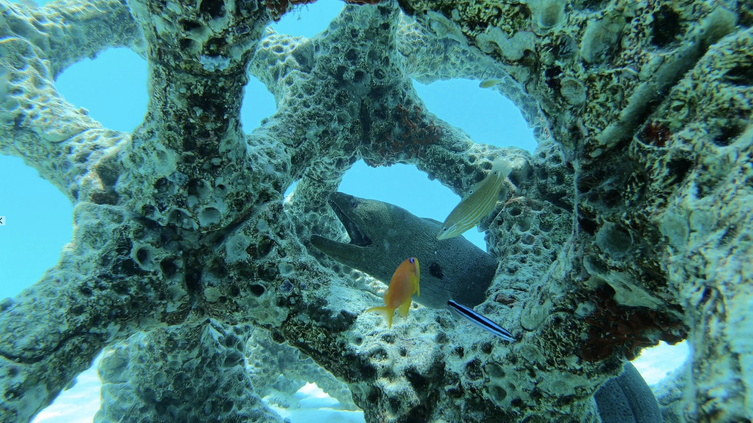 Modular Artificial Reef Structure (MARS) | REEF DESIGN LAB