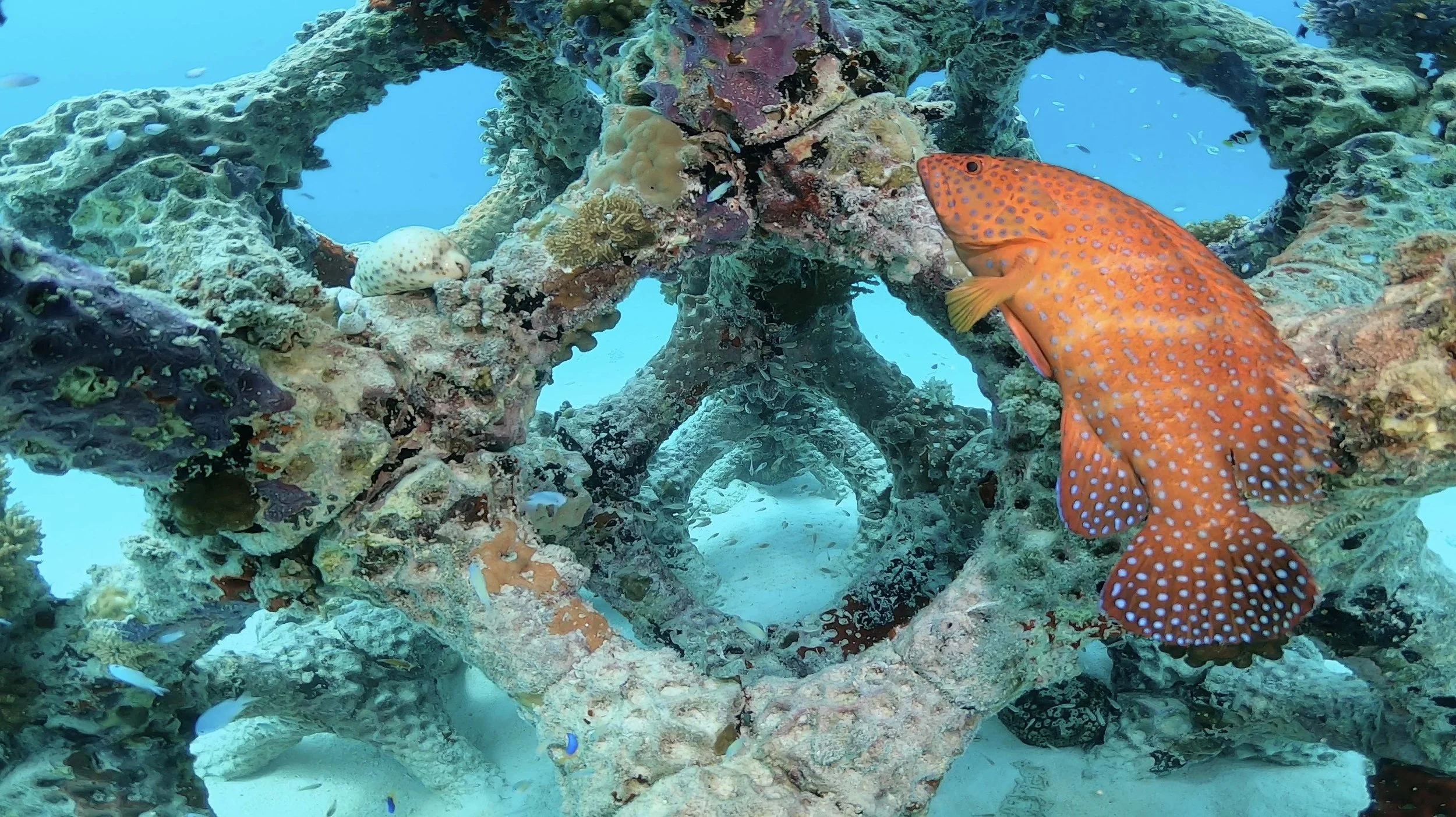 REEF DESIGN LAB | Artificial Reefs & Marine Infrastructure Solutions