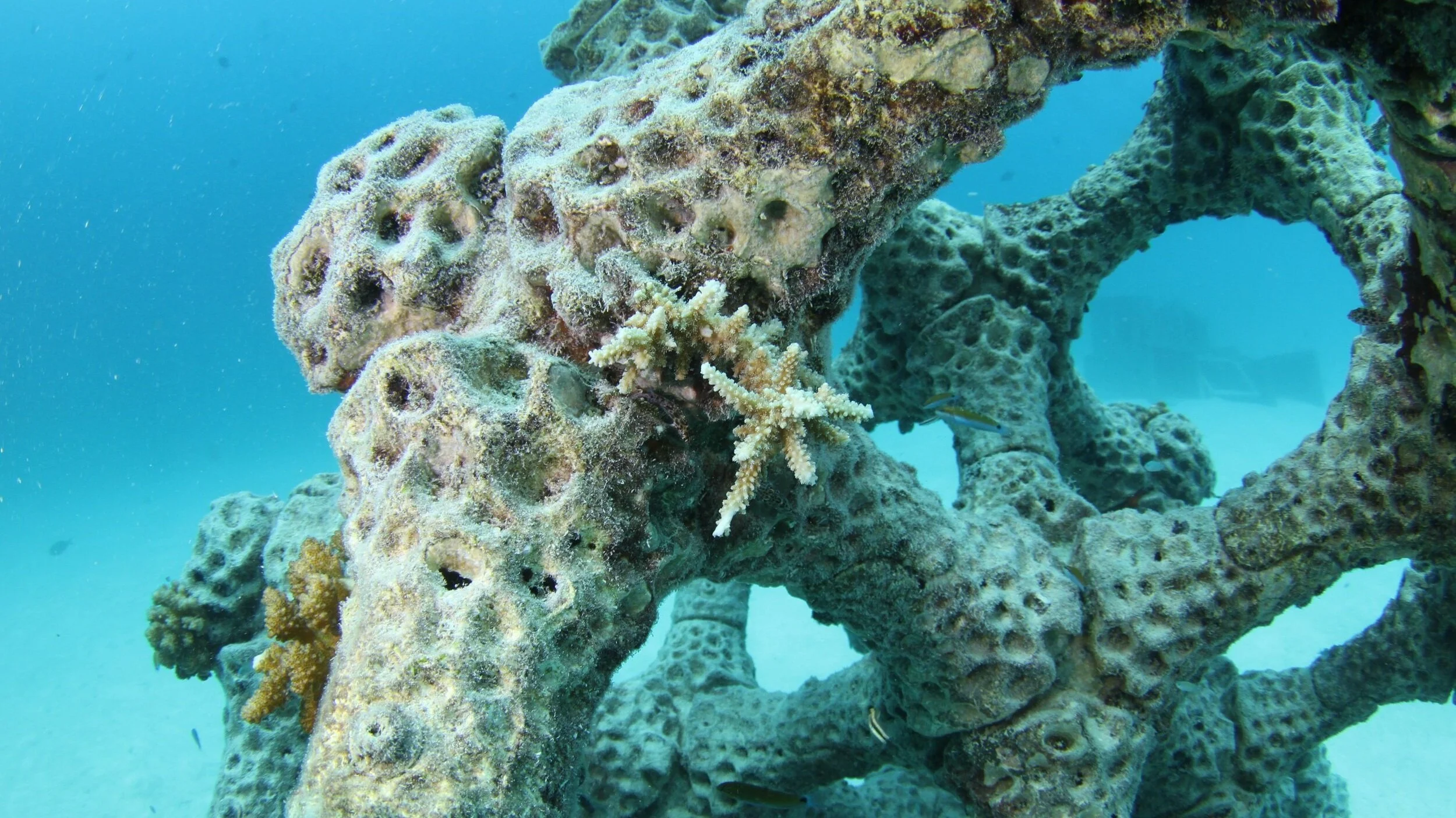 Modular Artificial Reef Structure (MARS) | REEF DESIGN LAB