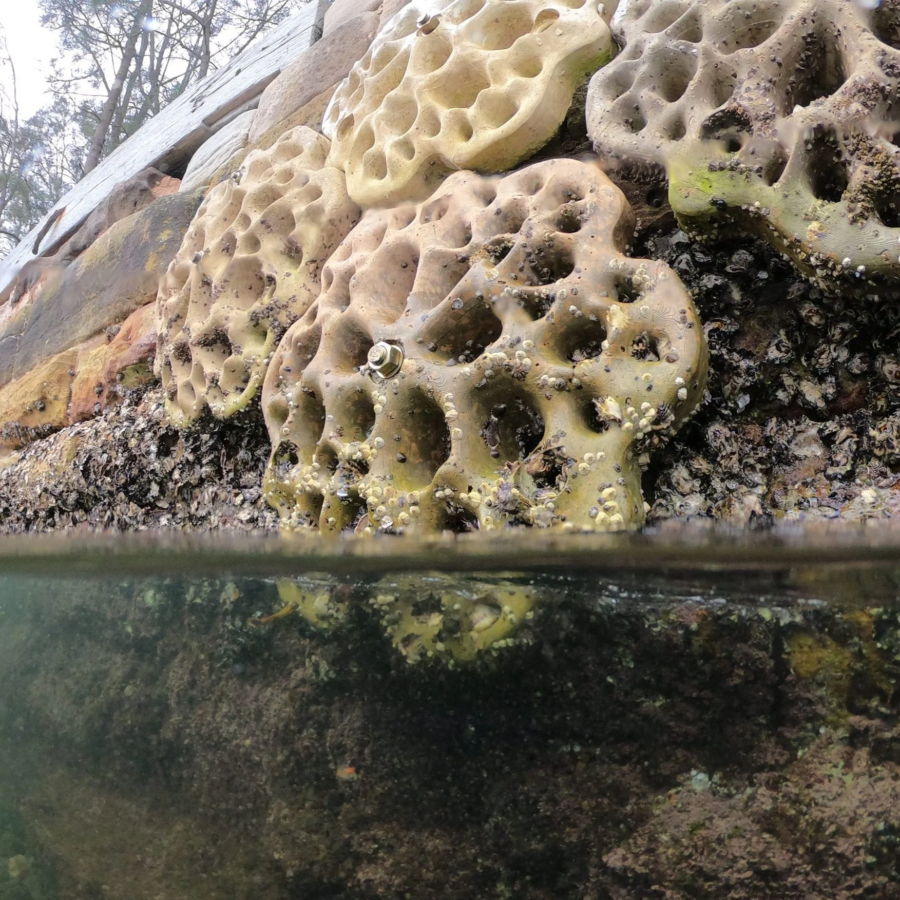 Living Seawalls | REEF DESIGN LAB