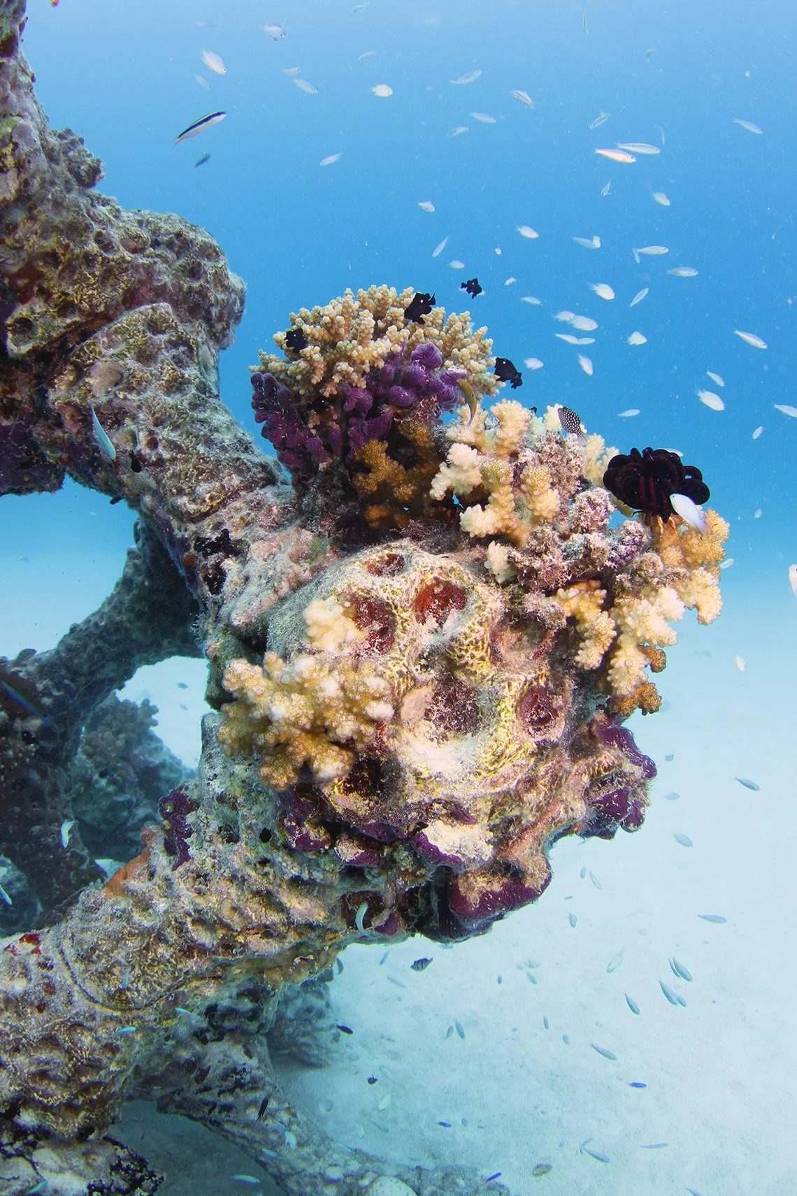 Modular Artificial Reef Structure (MARS) | REEF DESIGN LAB