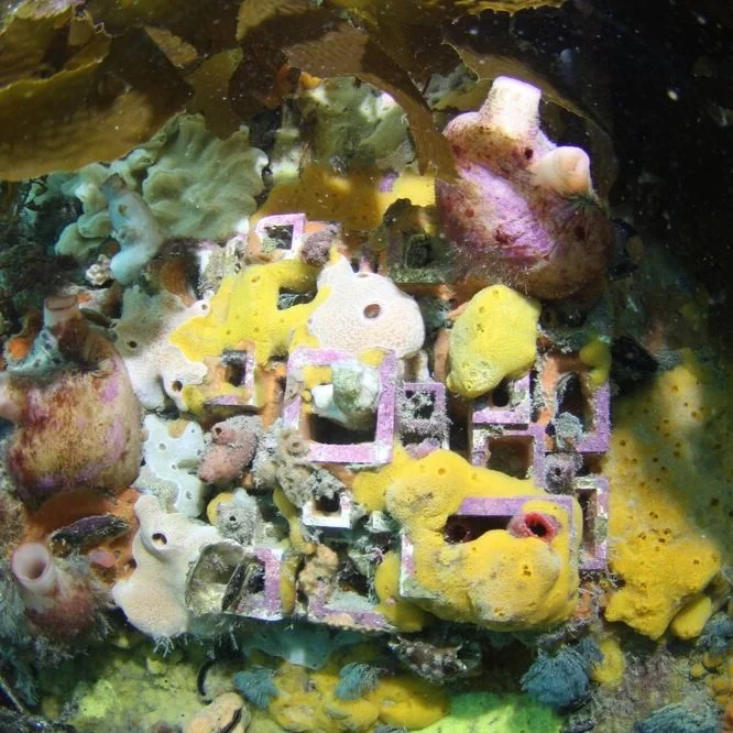 Marine Environment Substrate Research — REEF DESIGN LAB